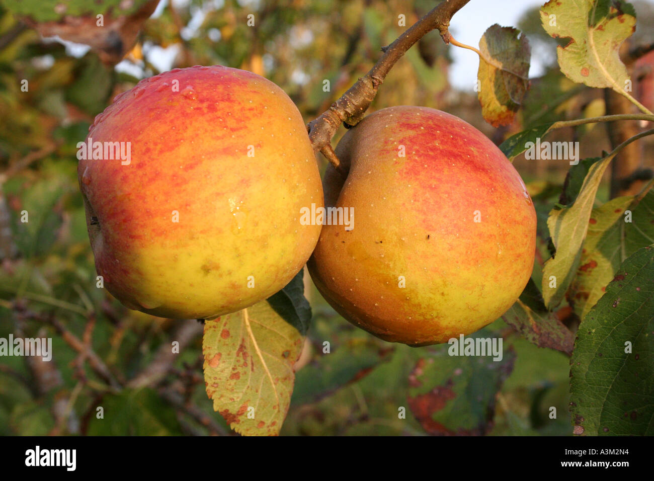 Belle de boskoop hi-res stock photography and images - Alamy