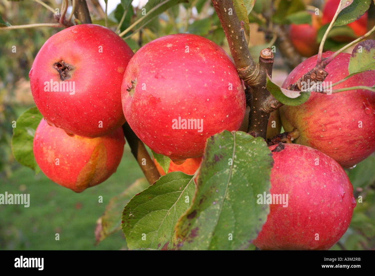Graft malus hi-res stock photography and images - Alamy