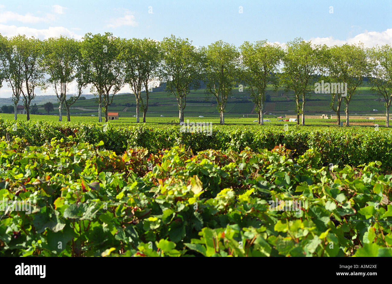 France vinyard autumn hi-res stock photography and images - Alamy