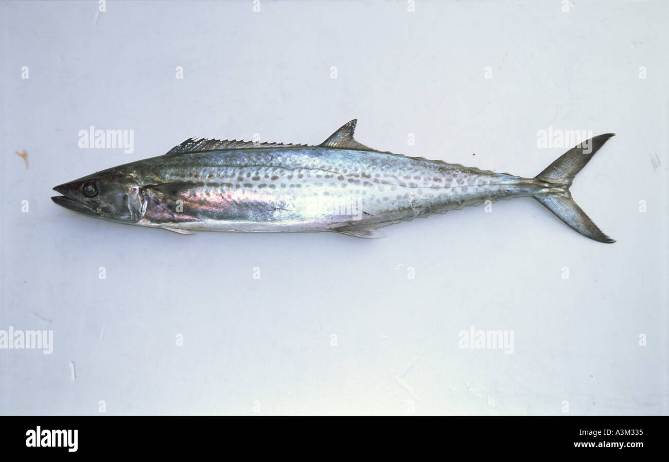 Scomberomorus niphonius hi-res stock photography and images - Alamy