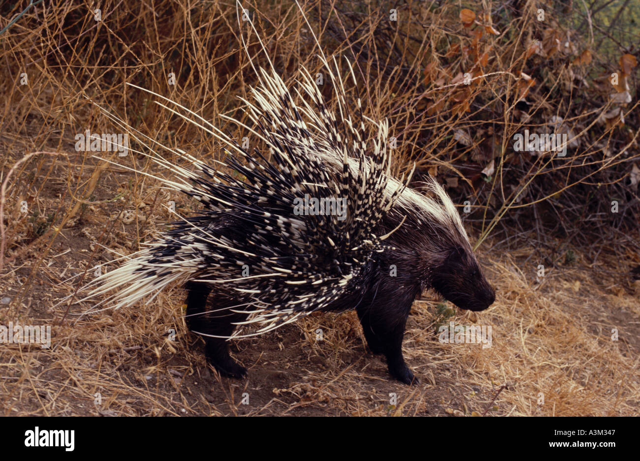 MAMMAL PORCUPINE African Crested Stock Photo - Alamy