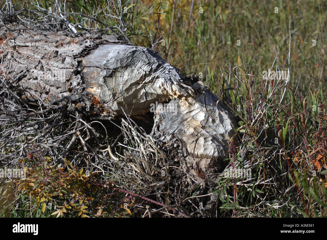 Beaver felled tree Castor canadensis Stock Photo - Alamy
