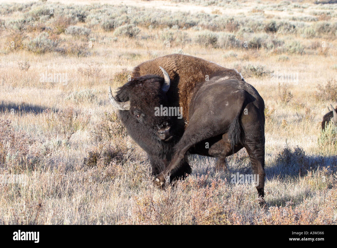 Bison bull scratching Bison bison Yellowstone Nat Pk USA Stock Photo ...