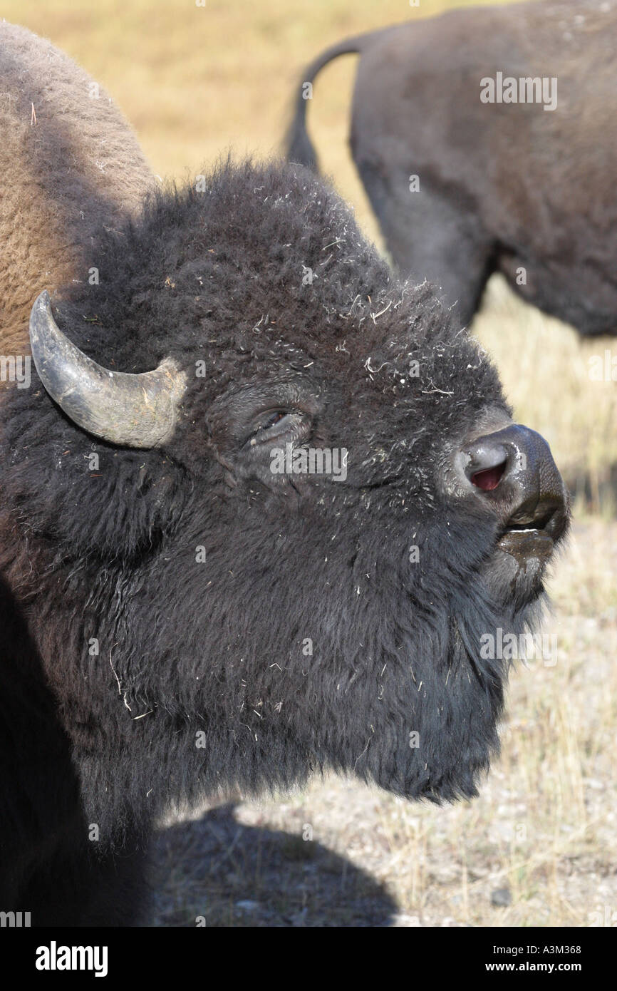 Bison male flehmen sniffing for female Bison bison Yellowstone Nat Pk ...