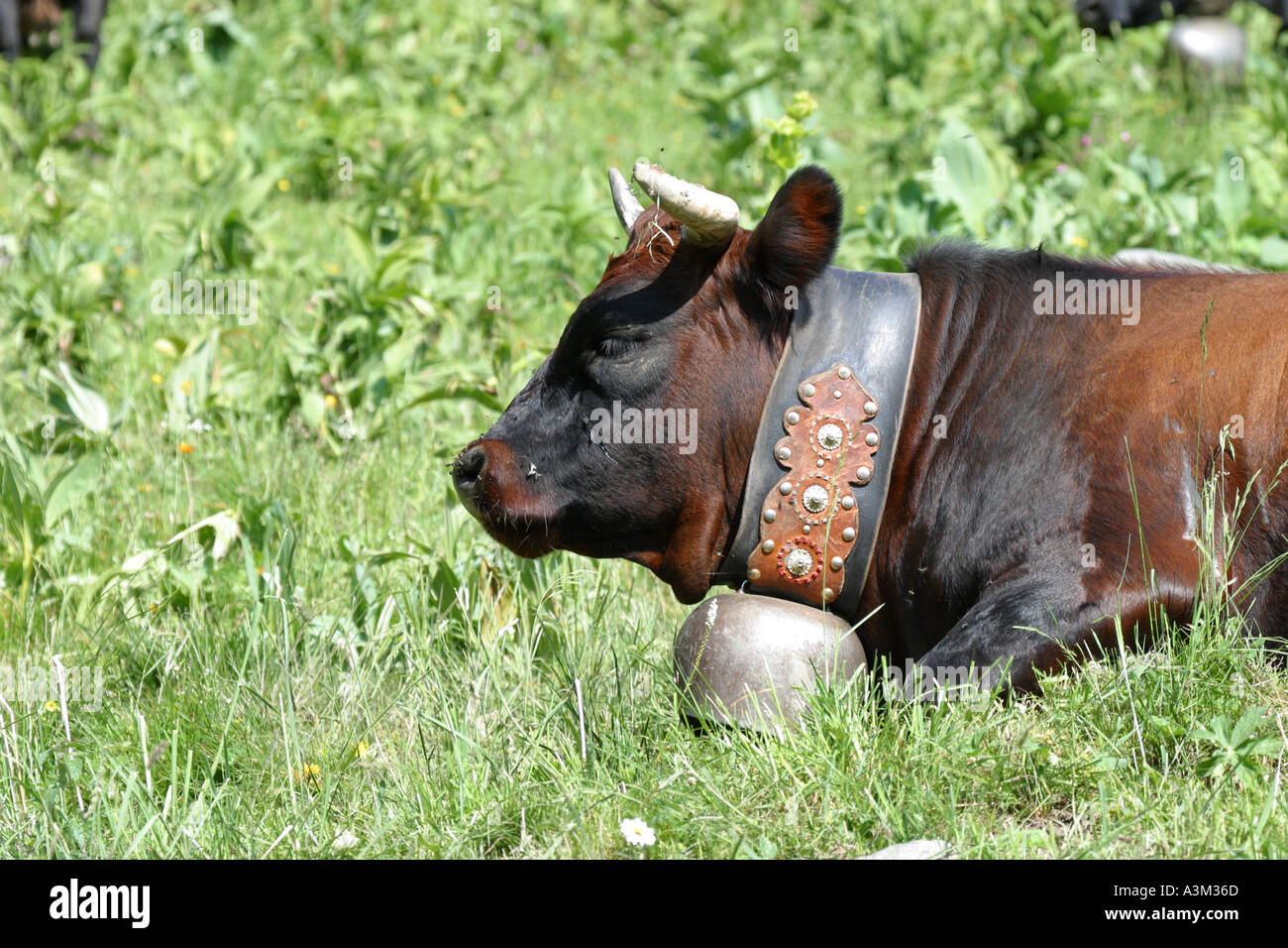Alpine cow resting note bell Chatel FRance Stock Photo - Alamy