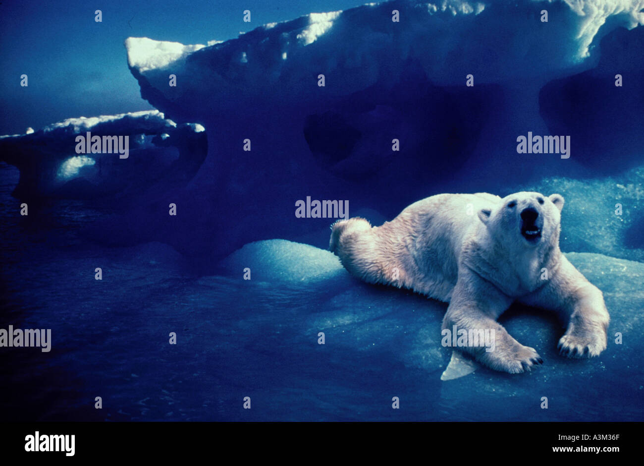 MAMMAL BEAR Polar Reposing Baffin Bay Artic Stock Photo - Alamy