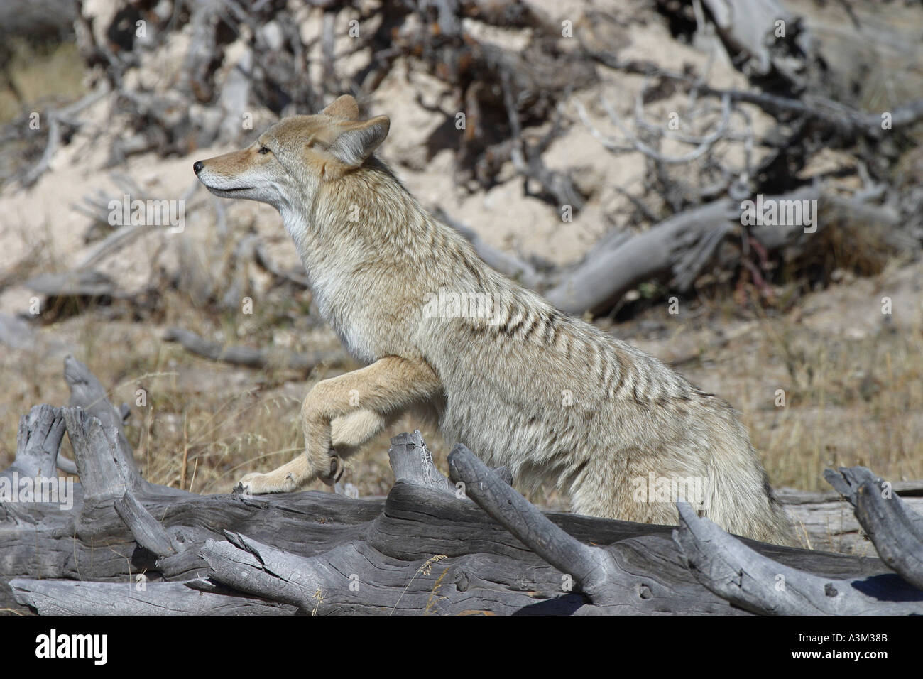 Coyote Canis latrans standing on log looking forward Yellowstone Nat PK ...