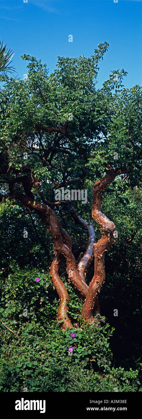 Gumbo Limbo Tree High Resolution Stock Photography and Images - Alamy