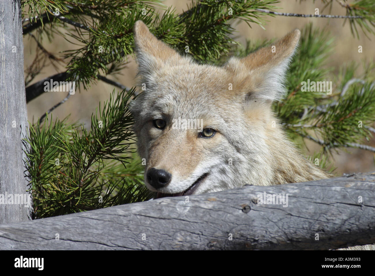 Coyote Canis latrans close up of head looking over log Yellowstone Nat ...