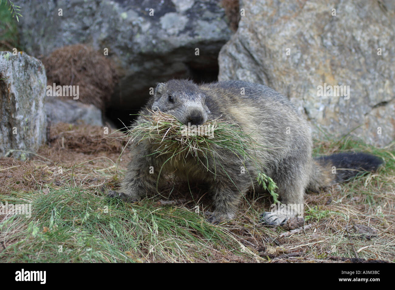 Alpine Marmot with mouth full of grass nest lining for Hibernation Marmota marmota Stock Photo ...