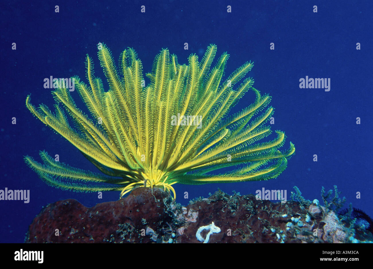 INVERTEBRATE STARFISH Yellow Feather Star Stock Photo - Alamy
