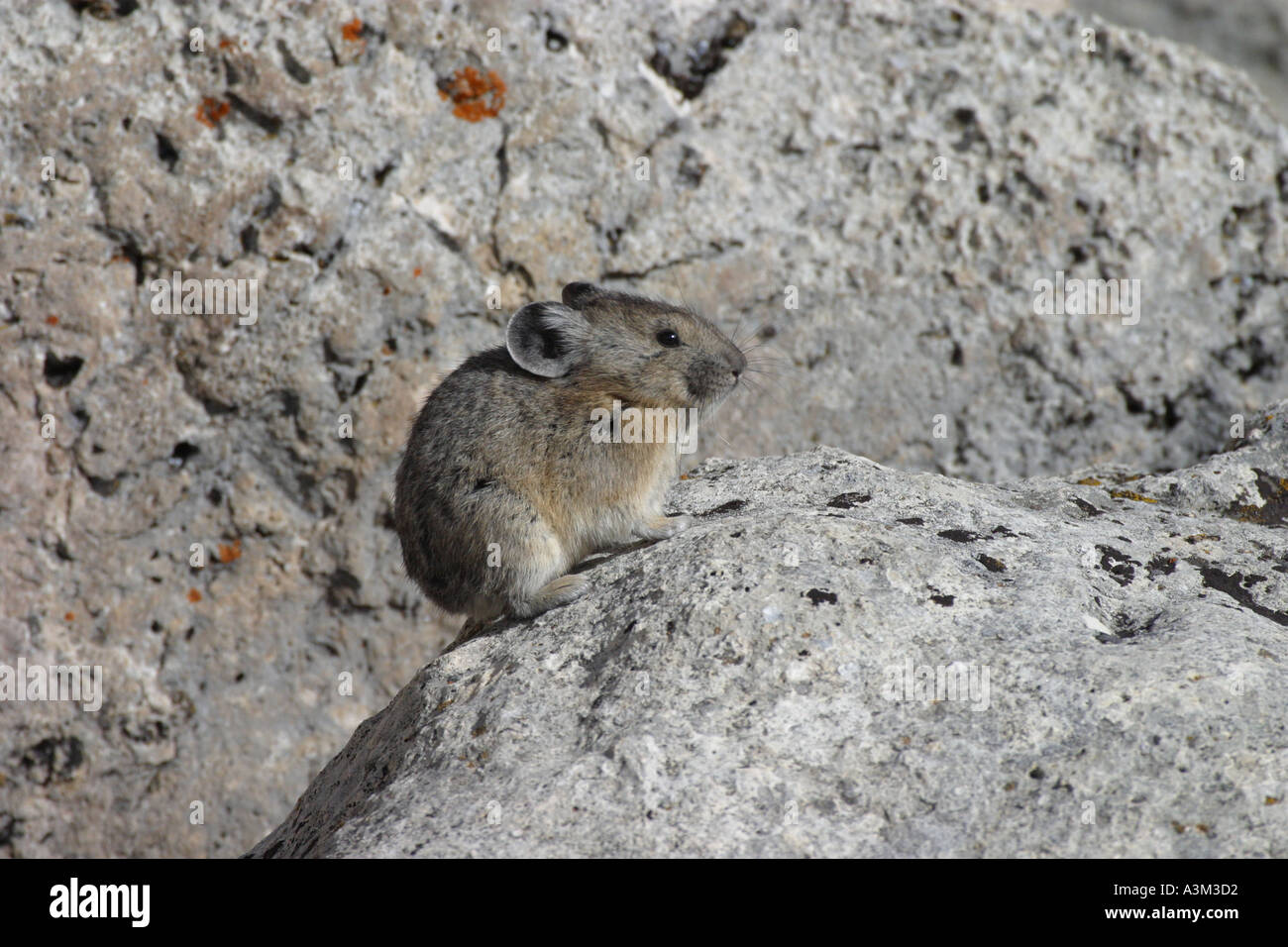 American Pika Ochotona princeps Yellowstone Nat Pk USA Stock Photo - Alamy