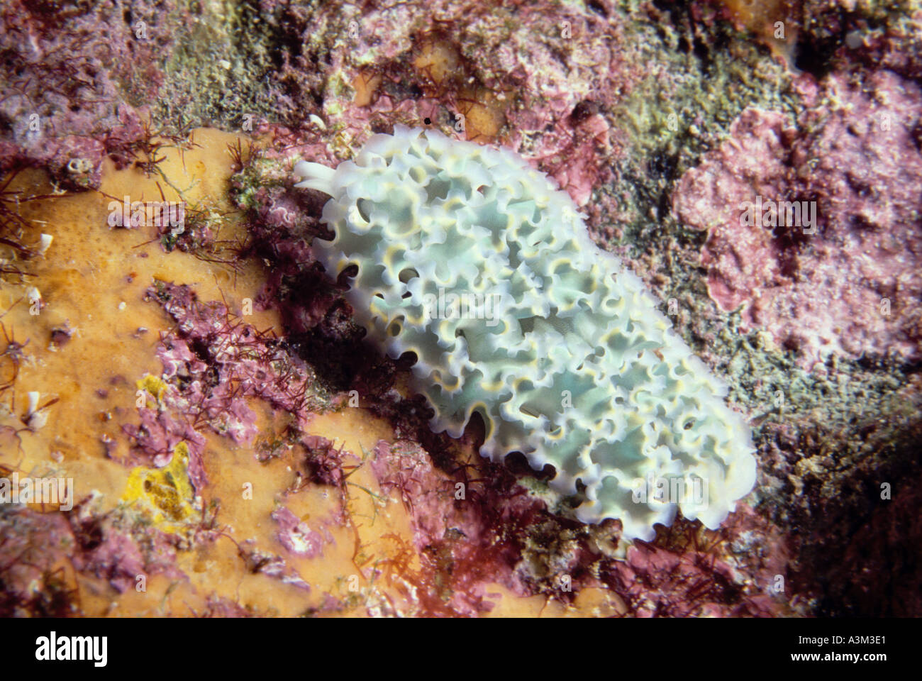 INVERTEBRATE SLUG Lettuce Stock Photo - Alamy