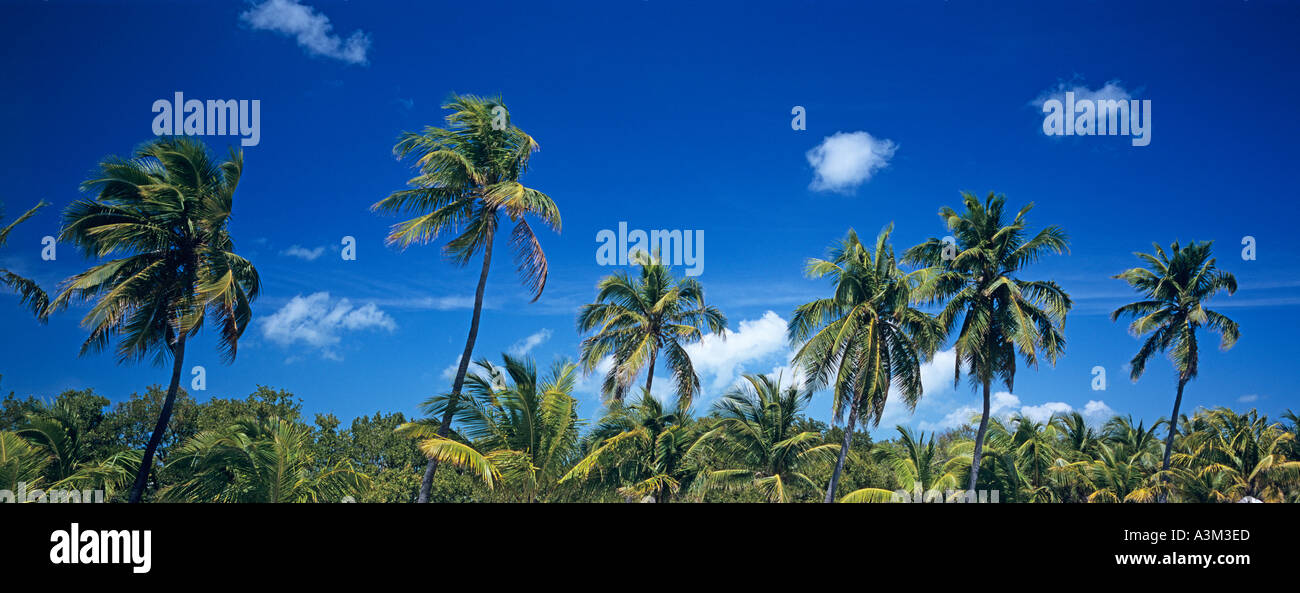 Palm trees along highway blow in breeze Key West Florida Stock Photo ...