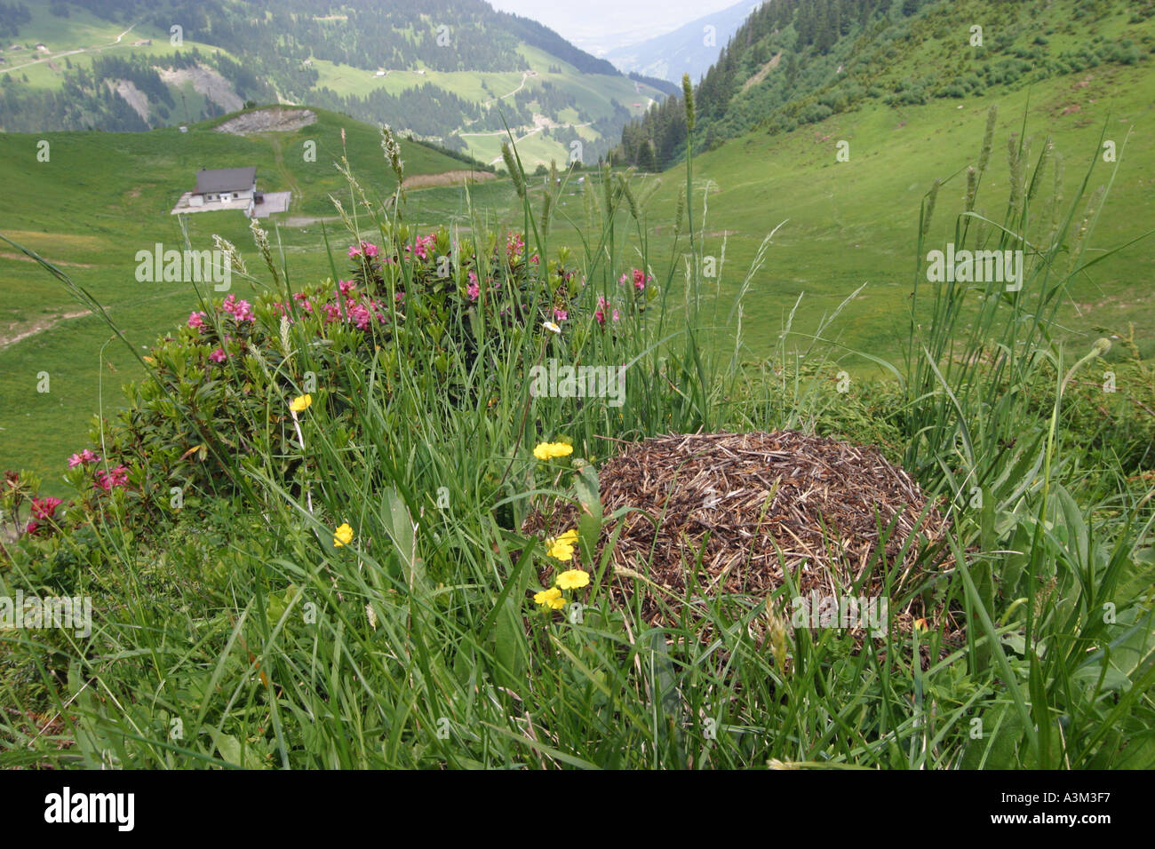 Wood Ant nest Formica rufa French ALps Stock Photo - Alamy