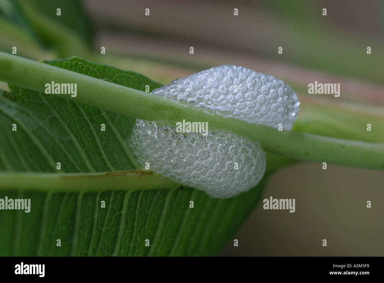 Cuckoo spit common froghopper philaenus spumarius Stock Photo - Alamy