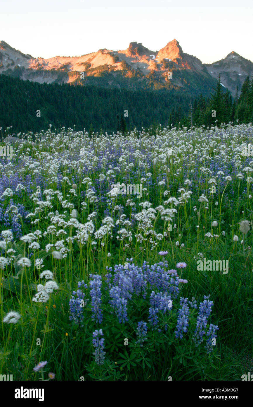 The pinnacle and the castle tatoosh hi-res stock photography and images ...