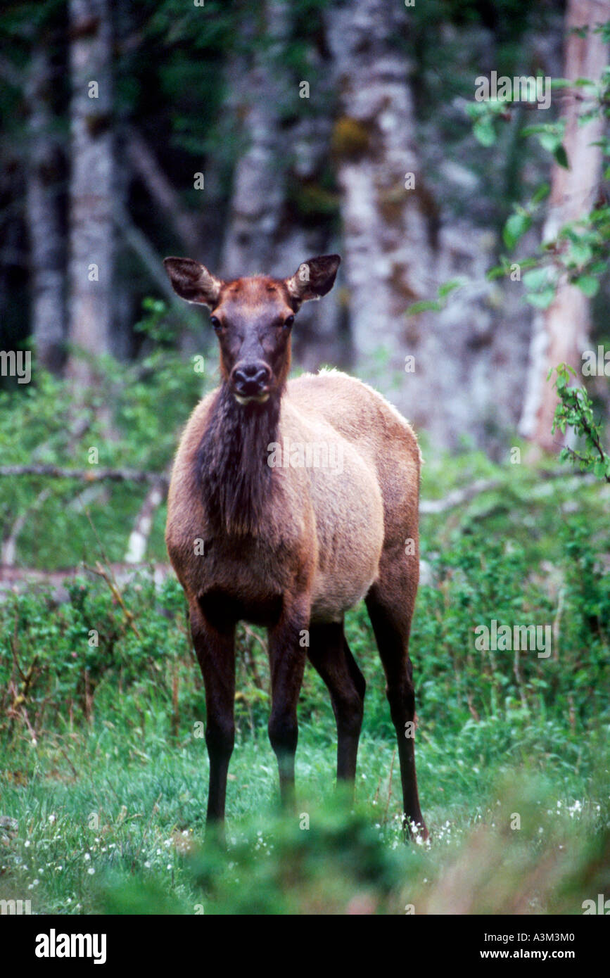 A Roosevelt Elk in Enchanted Valley Olympic National Park Washington ...