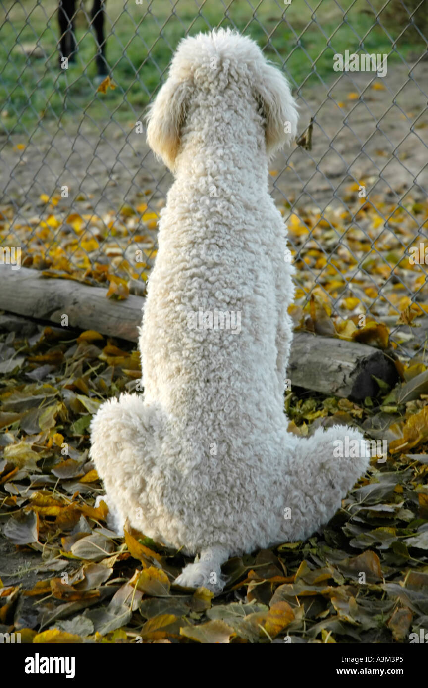 Cream Poodle Puppies