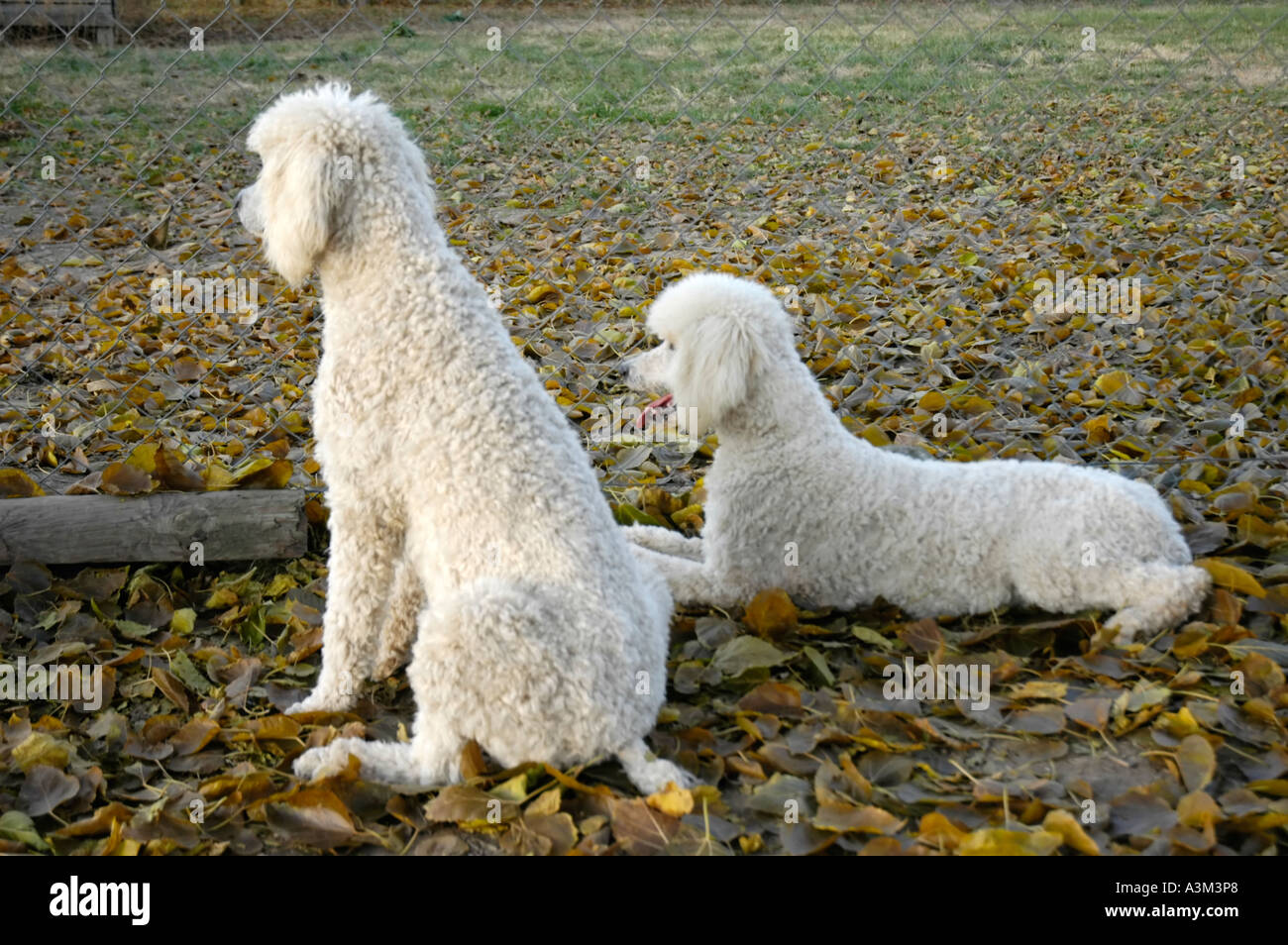 Are Poodles Better In Pairs