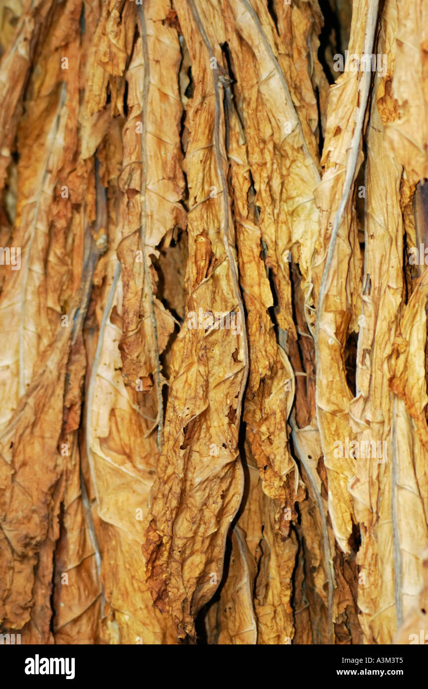 Golden burley tobacco Stock Photo - Alamy