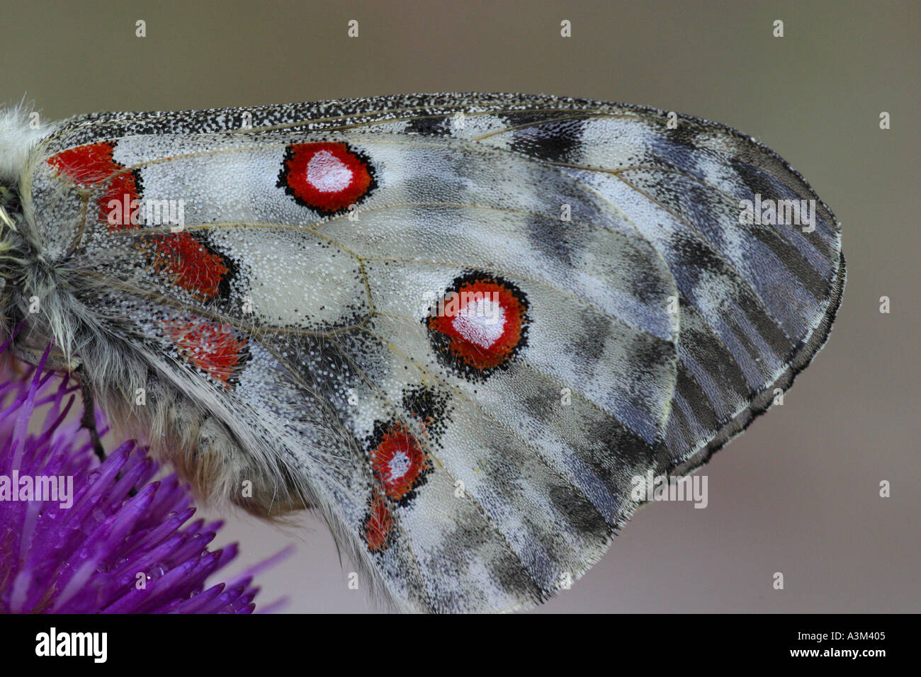 Apollo butterfly wing Parnassins apollo french alps Stock Photo - Alamy