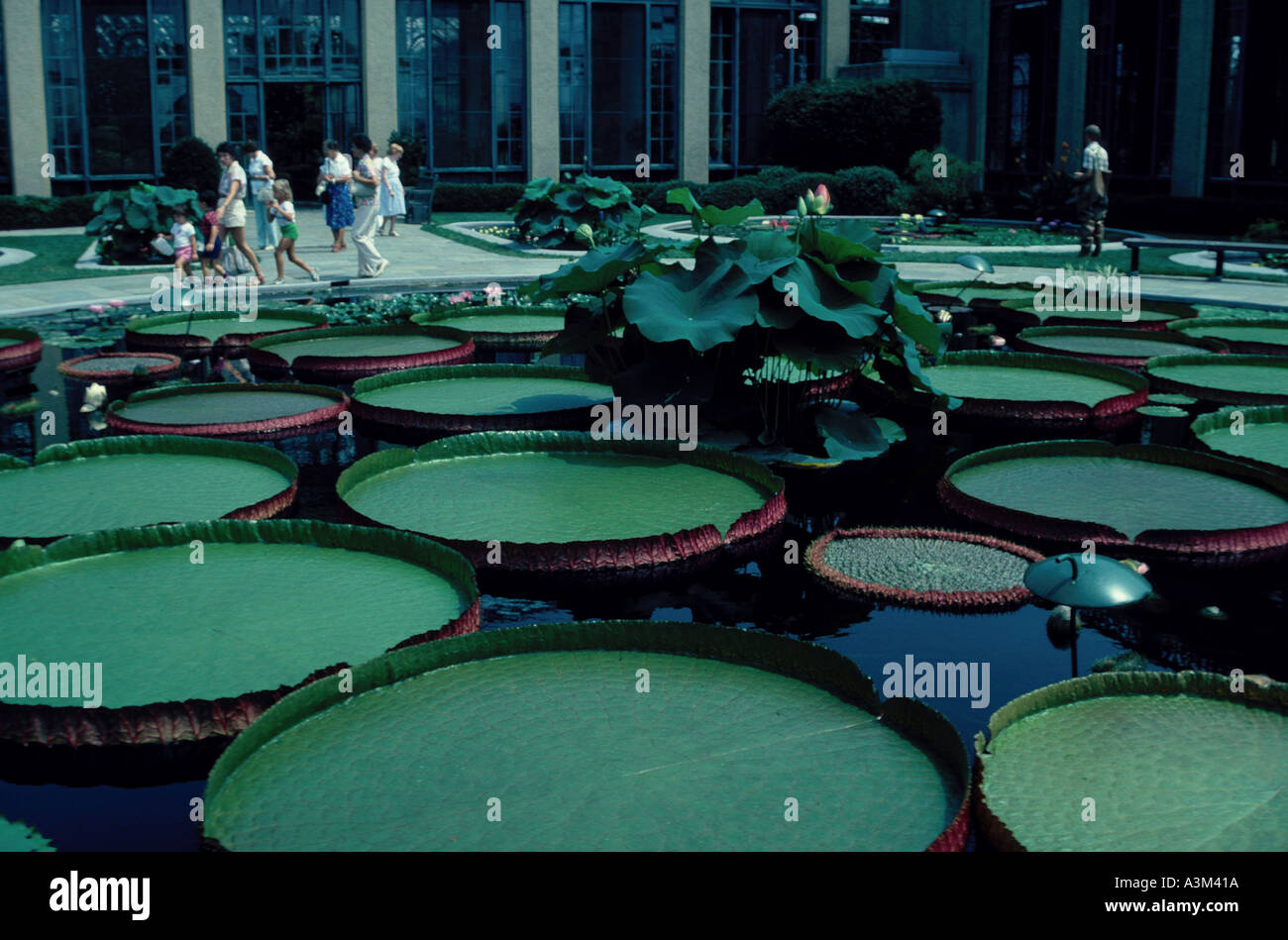 PLANT LILY Water Platter Stock Photo - Alamy