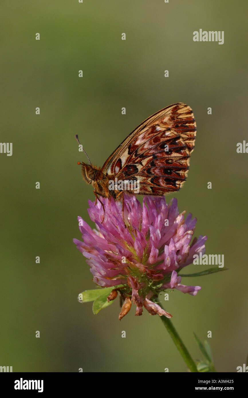 Titania s Fritillary Clossiana titania Stock Photo - Alamy