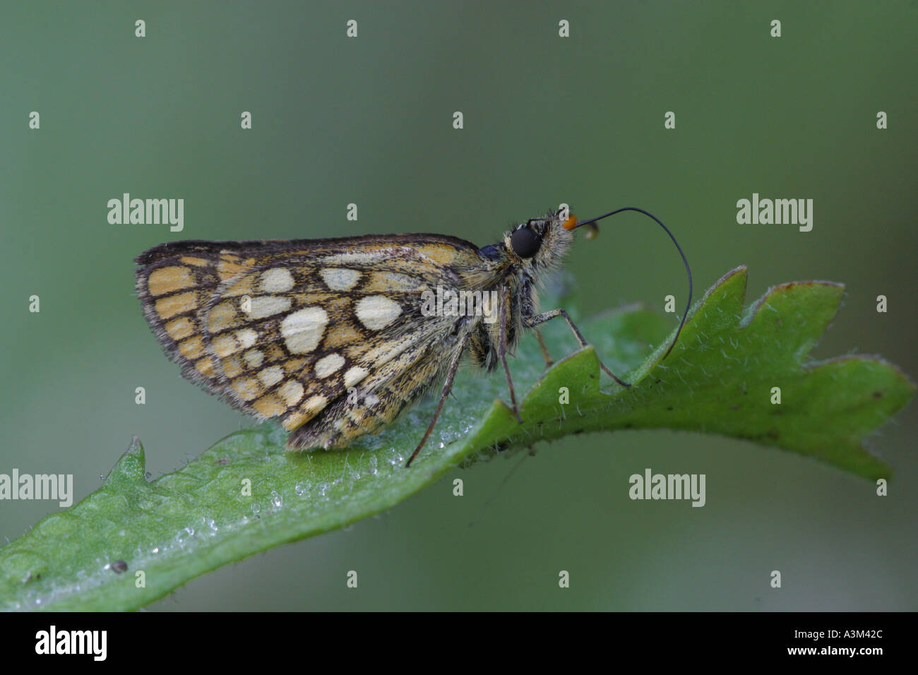 Chequered Skipper Butterfly Carterocephalus palaemon Stock Photo - Alamy