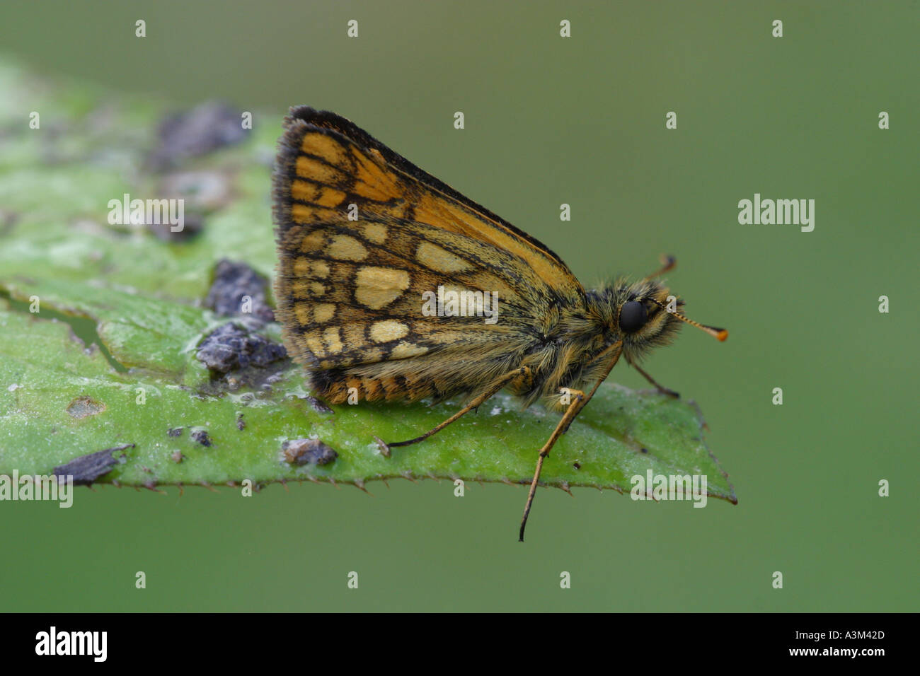 Chequered Skipper Carterocephalus palaemon French Alps Stock Photo - Alamy