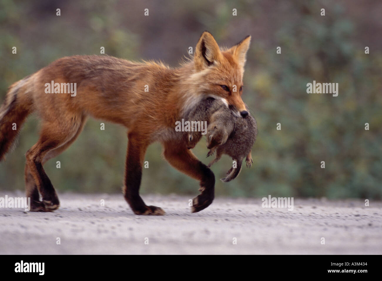 MAMMAL FOX Red with prey Stock Photo - Alamy