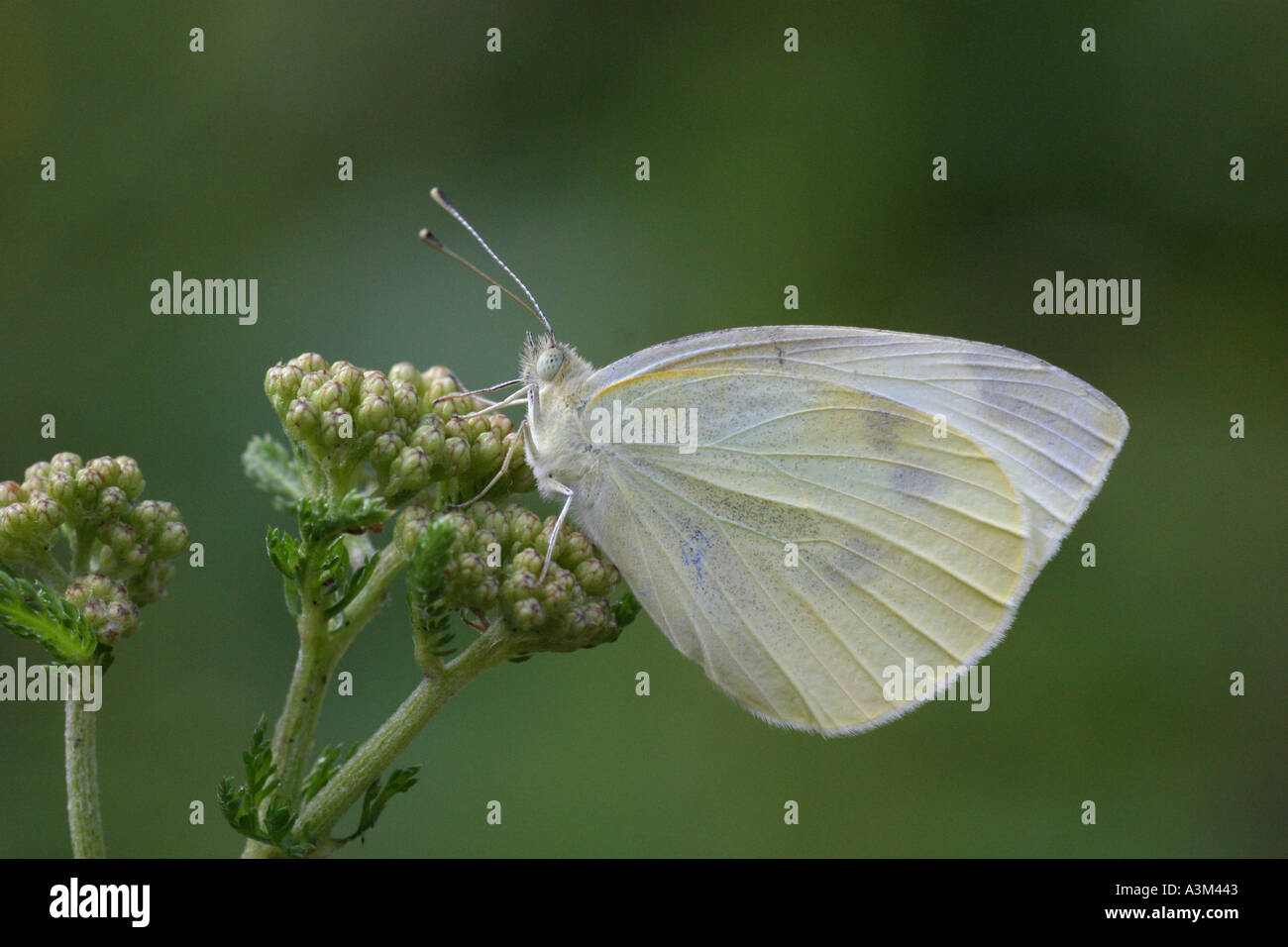 Large white butterfly hi-res stock photography and images - Alamy