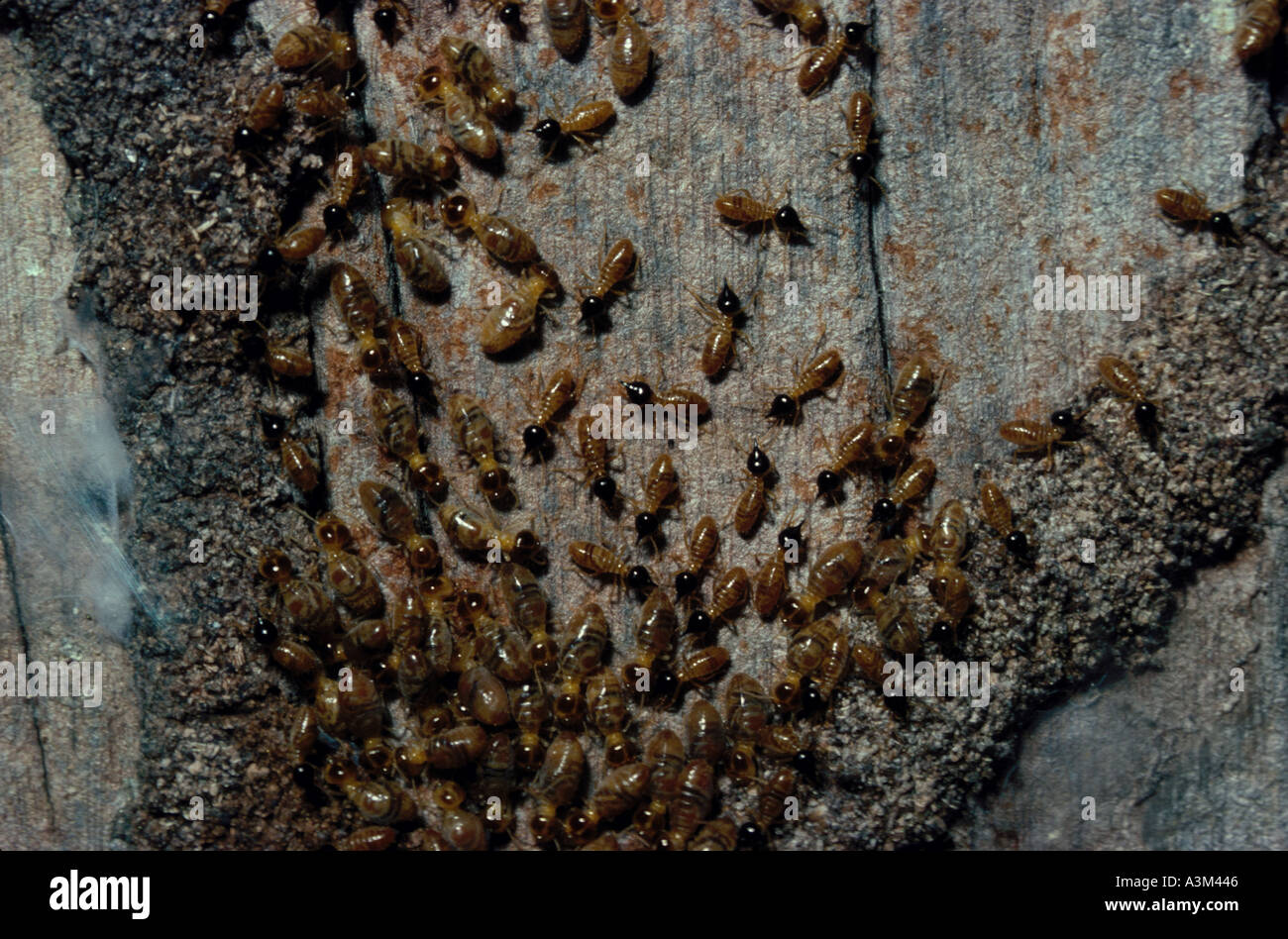 INVERTEBRATE TERMITE Nasute Stock Photo - Alamy