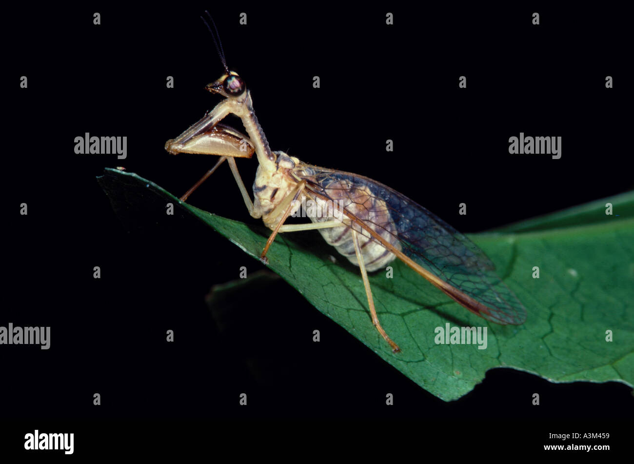 Invertebrate fly mantis hi-res stock photography and images - Alamy