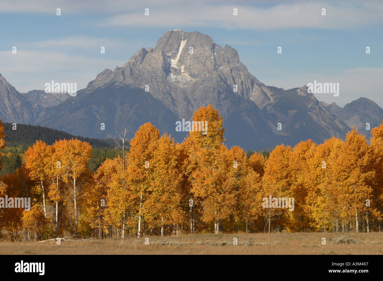 Quaking Aspen trees Populus tremuloides Autumn fall colours with Teton ...