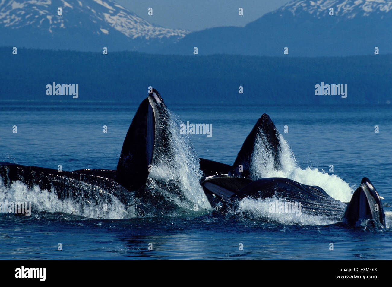 MAMMAL WHALE Humpback Stock Photo - Alamy