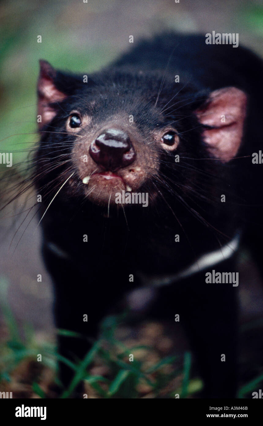 MAMMAL DEVIL Tasmanian Stock Photo - Alamy