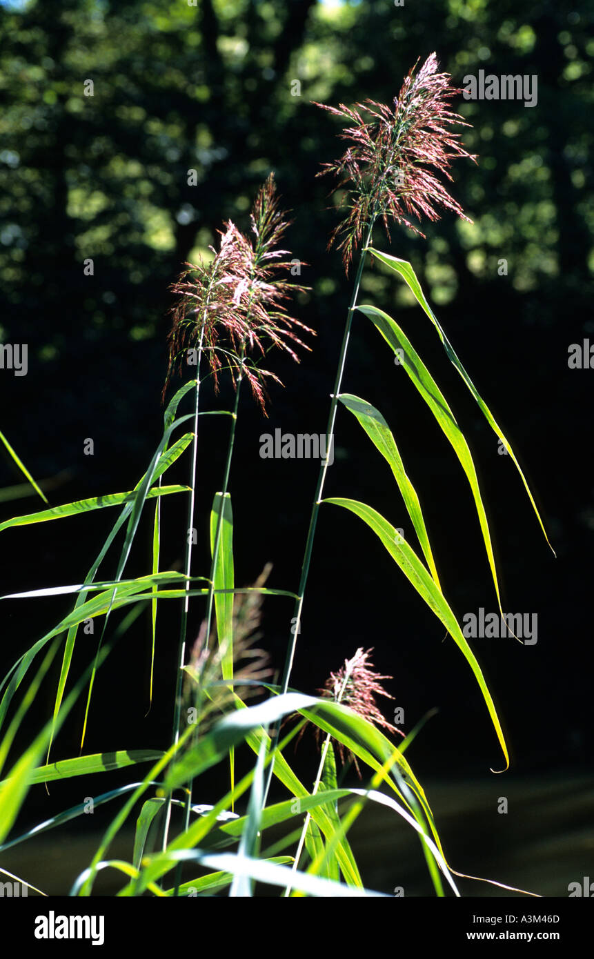 Common reed Phragmites communis Stock Photo - Alamy