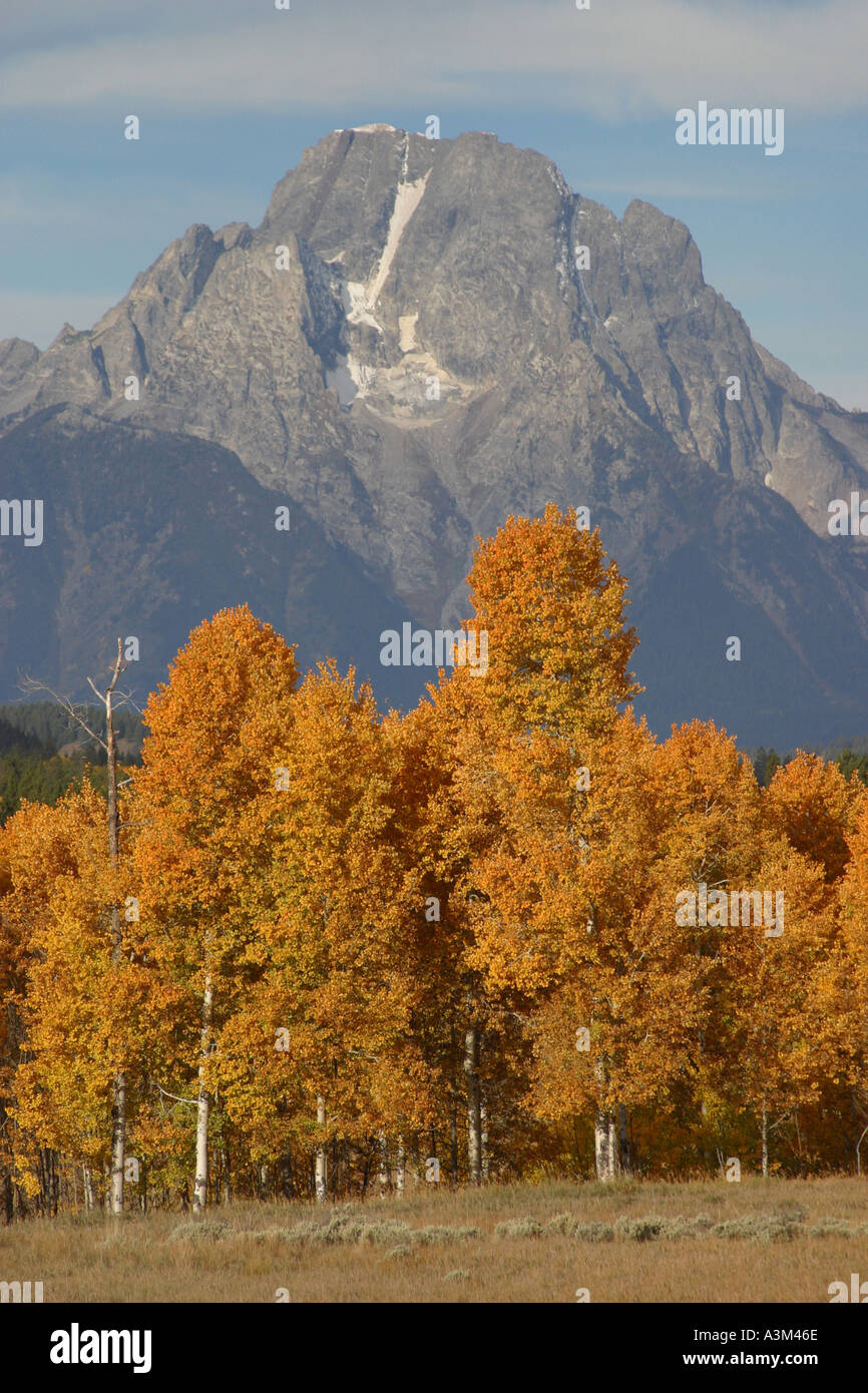 Quaking Aspen populus tremuloides Autumn fall colour Grand Teton Nat Pk ...