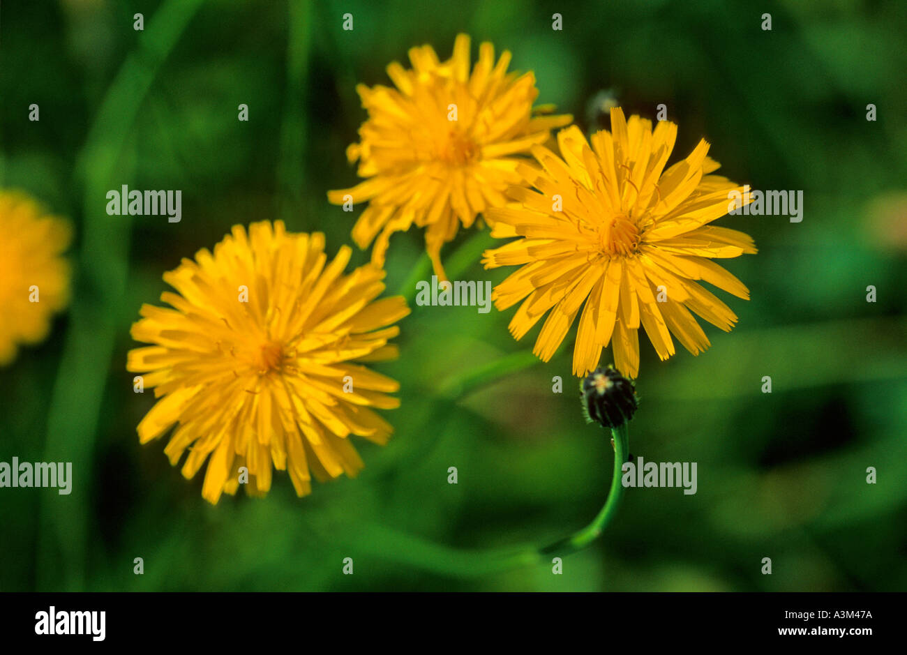 Rough hawkbit hi-res stock photography and images - Alamy