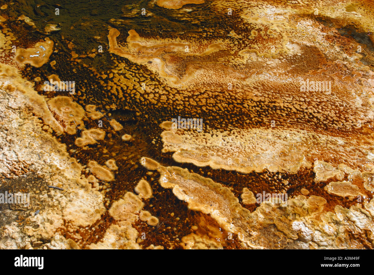 Colourfull Algae or microbial grow in the thermal water that flows from ...