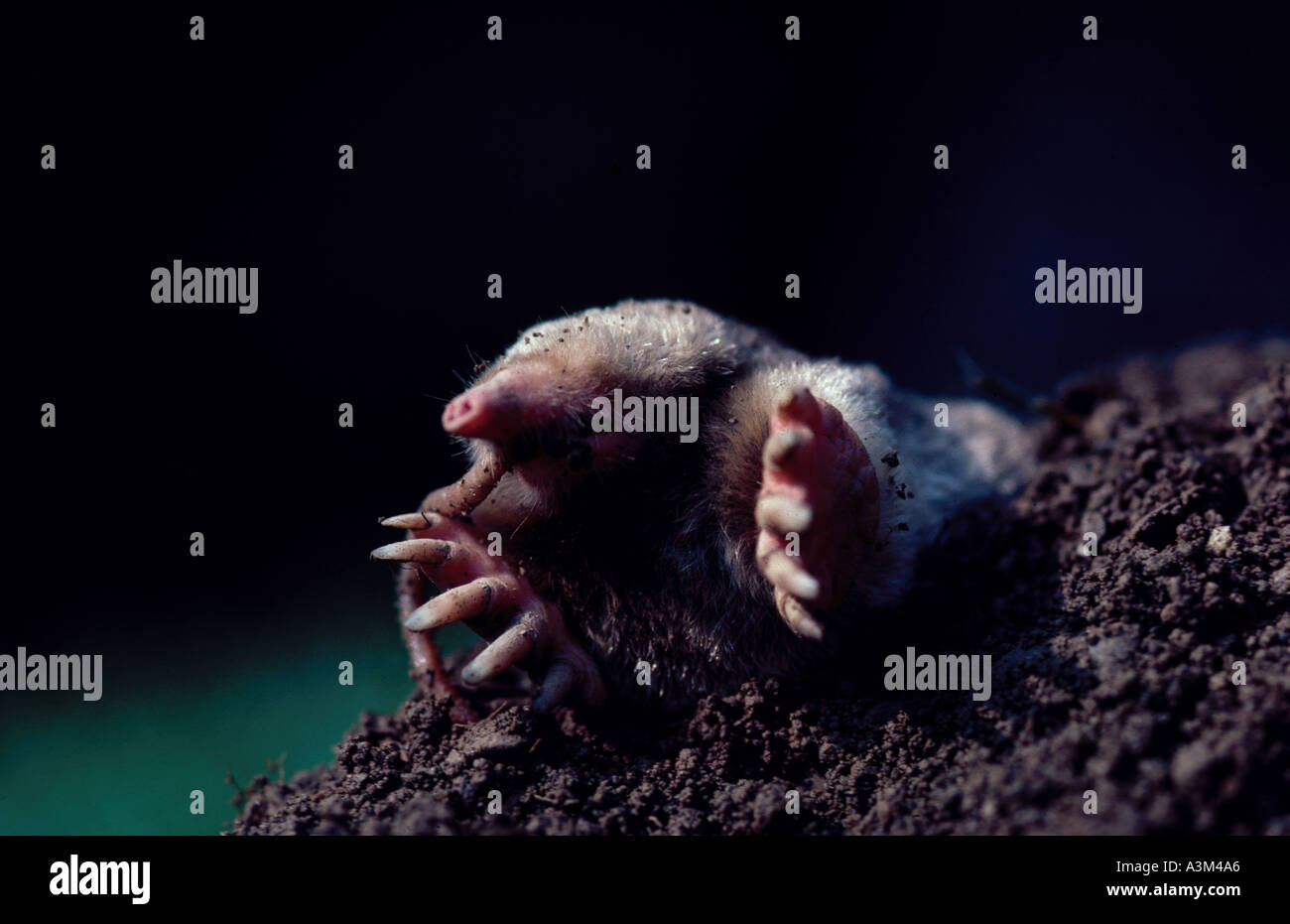 MAMMAL MOLE Common Stock Photo - Alamy