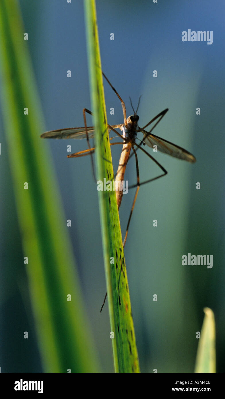 Crane fly Tipula spp sitting on grass stem Stock Photo - Alamy