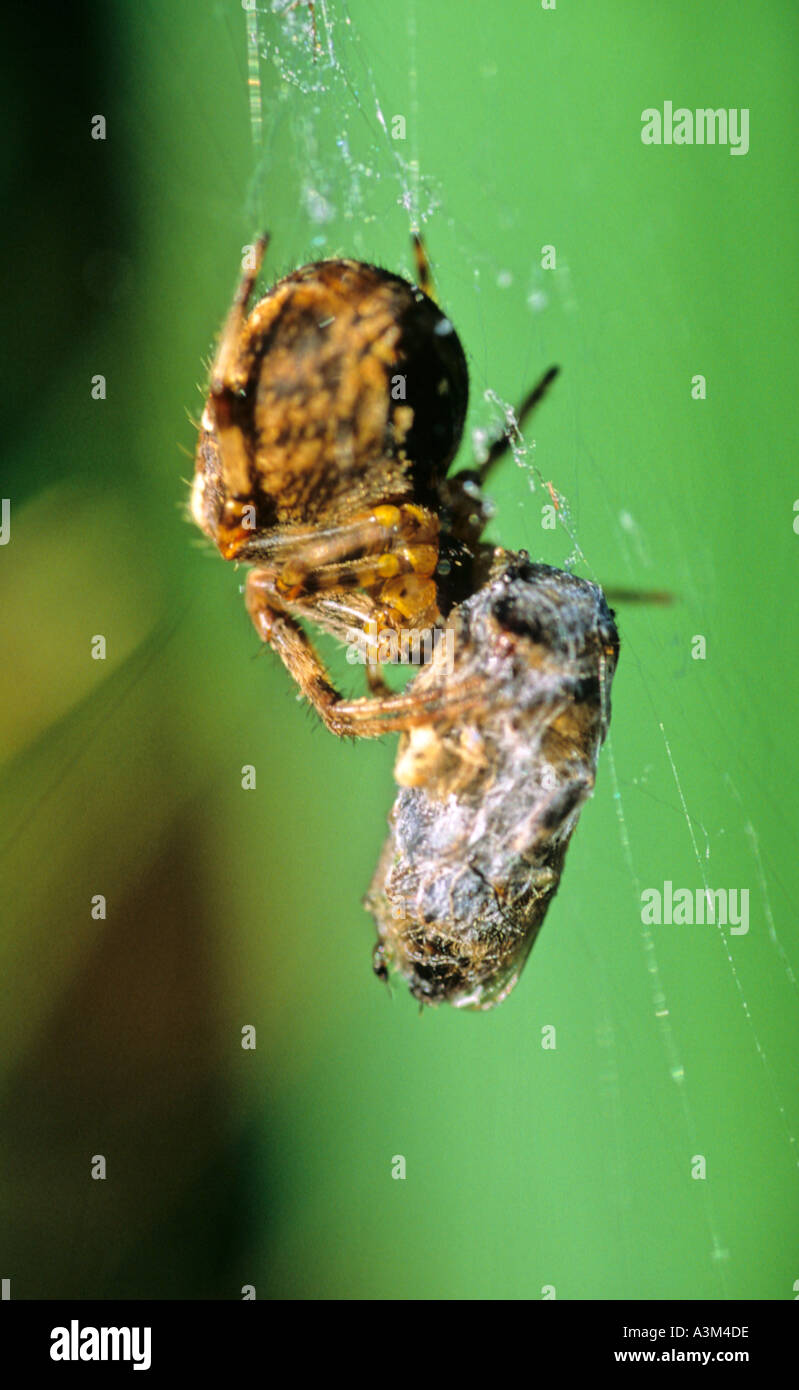Garden spider Araneus diadematus feeding on wrapped prey Stock Photo ...