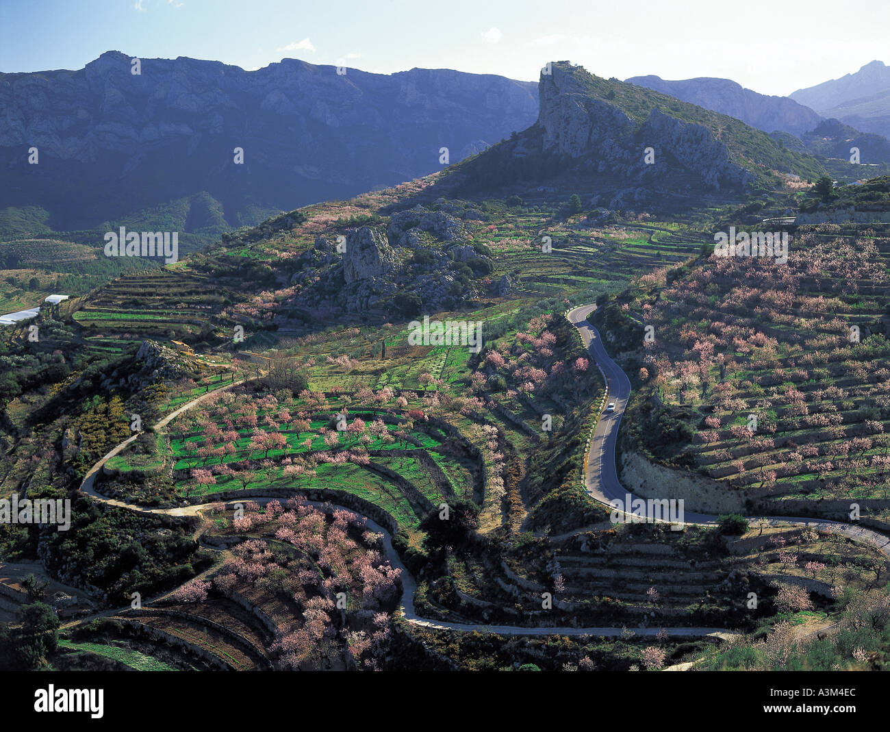 Spring flowers costa blanca hi-res stock photography and images - Alamy