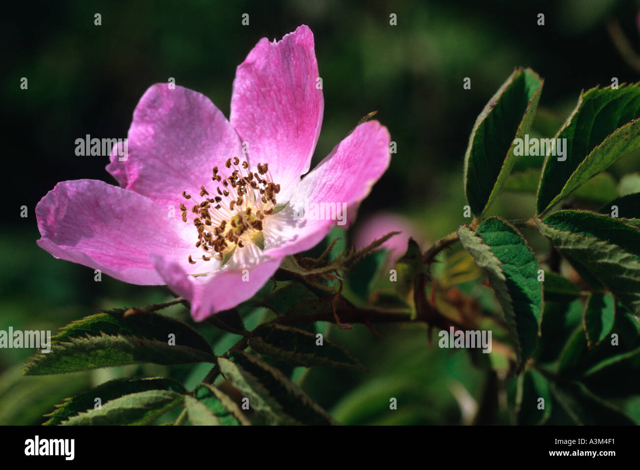 Dog rose flower Rosa canina Stock Photo - Alamy