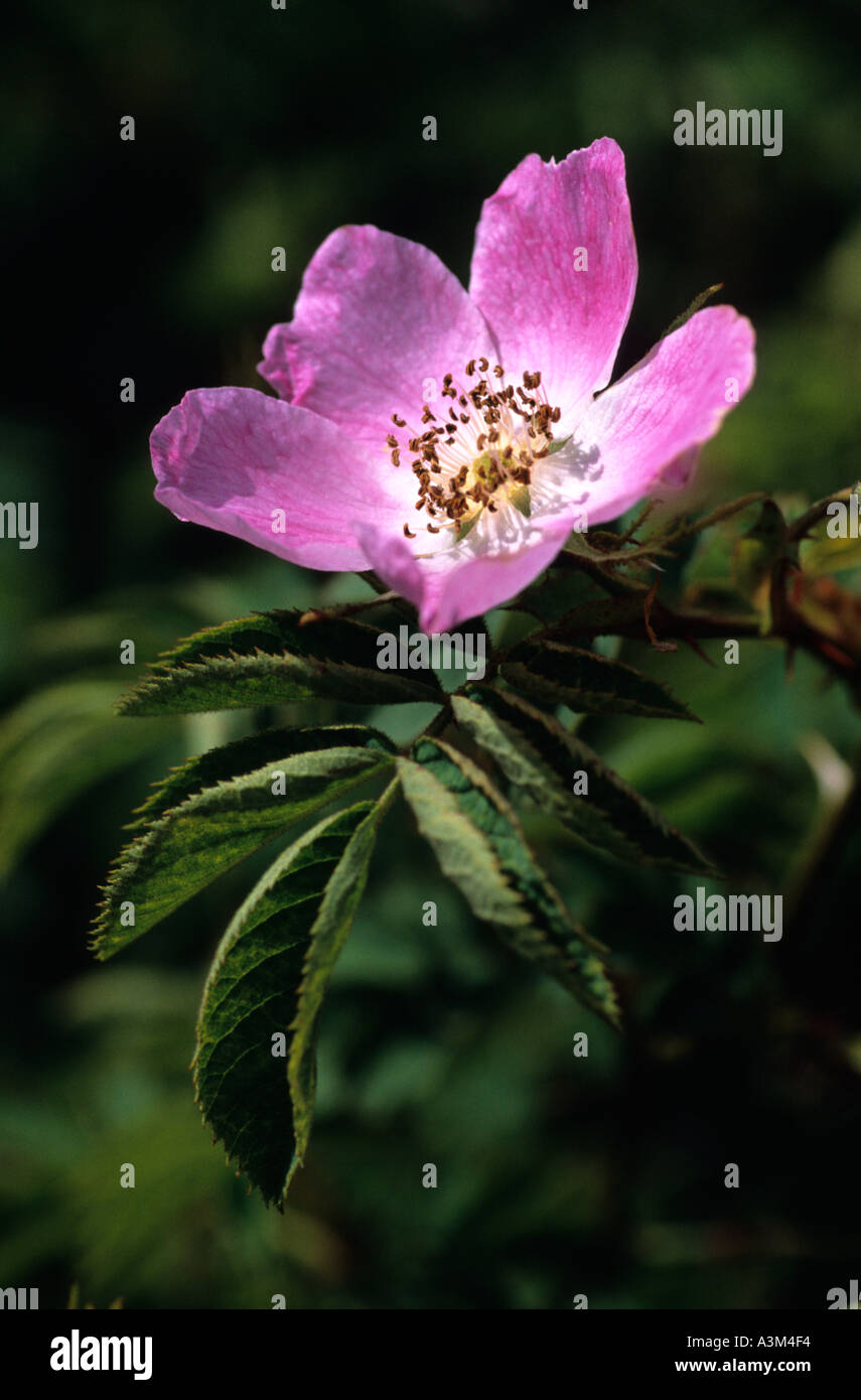 Dog rose flower Rosa canina Stock Photo - Alamy