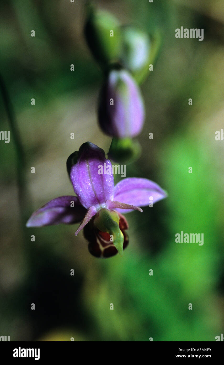 Bee orchid flower Ophrys apifera Stock Photo - Alamy