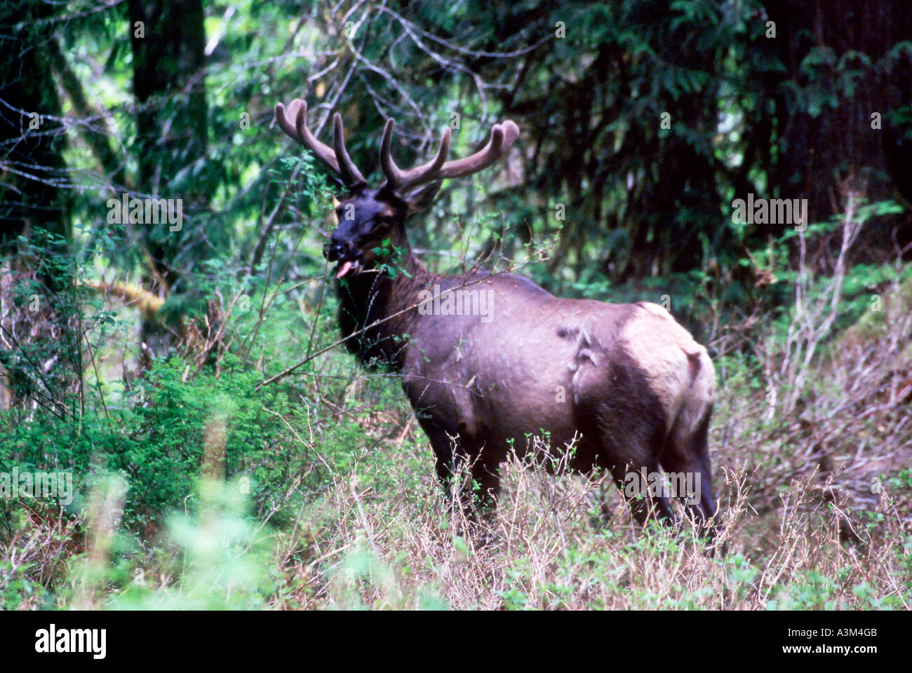 A Roosevelt Elk in Olympic National Park Washington Stock Photo - Alamy