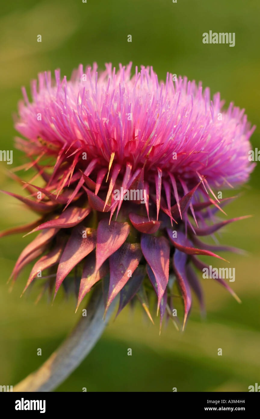 Nodding or Musk Thistle wildflower Stock Photo - Alamy
